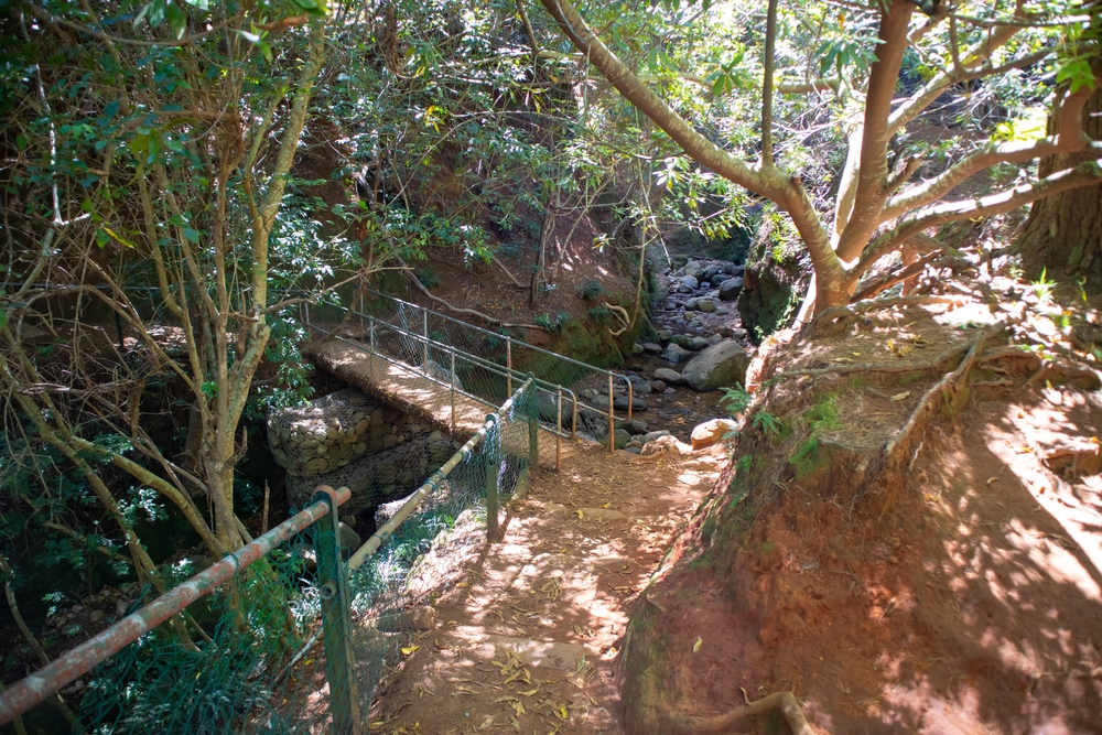 A Walk Through Newlands Forest - Cape Tourism