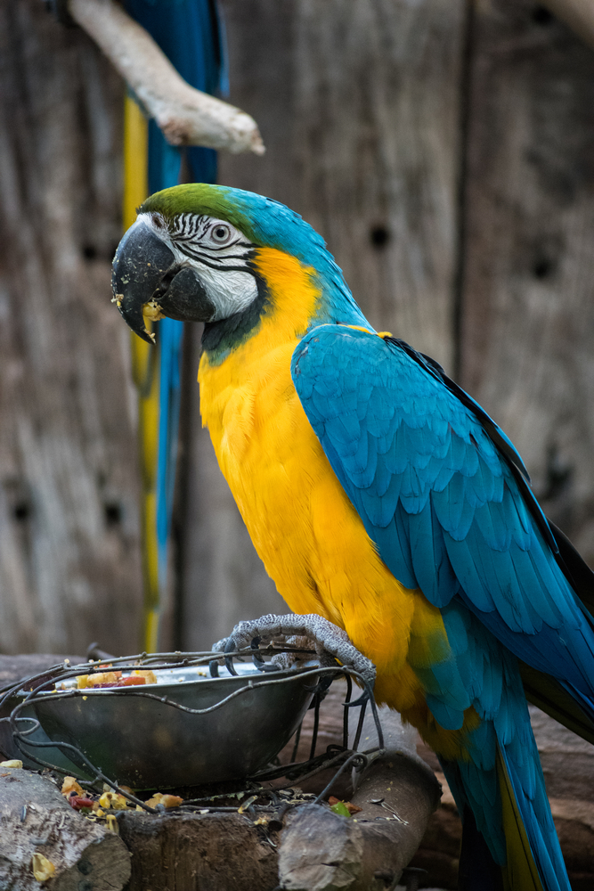 Soar Through The World of Birds in Hout Bay