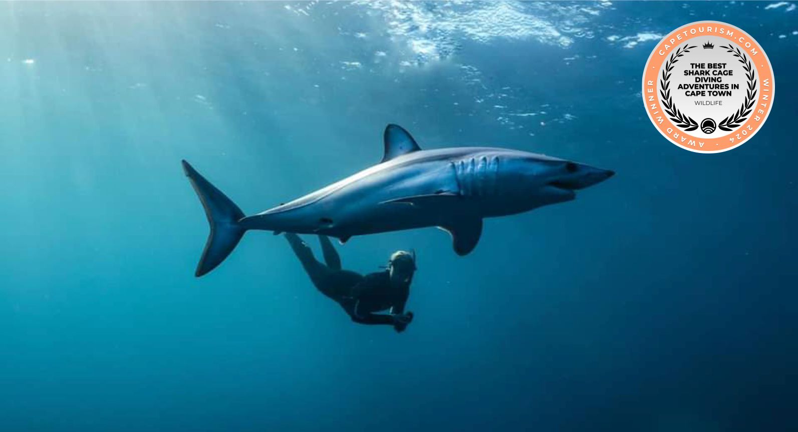 Experience the Thrill of Shark Cage Diving in Cape Town - Cape Tourism