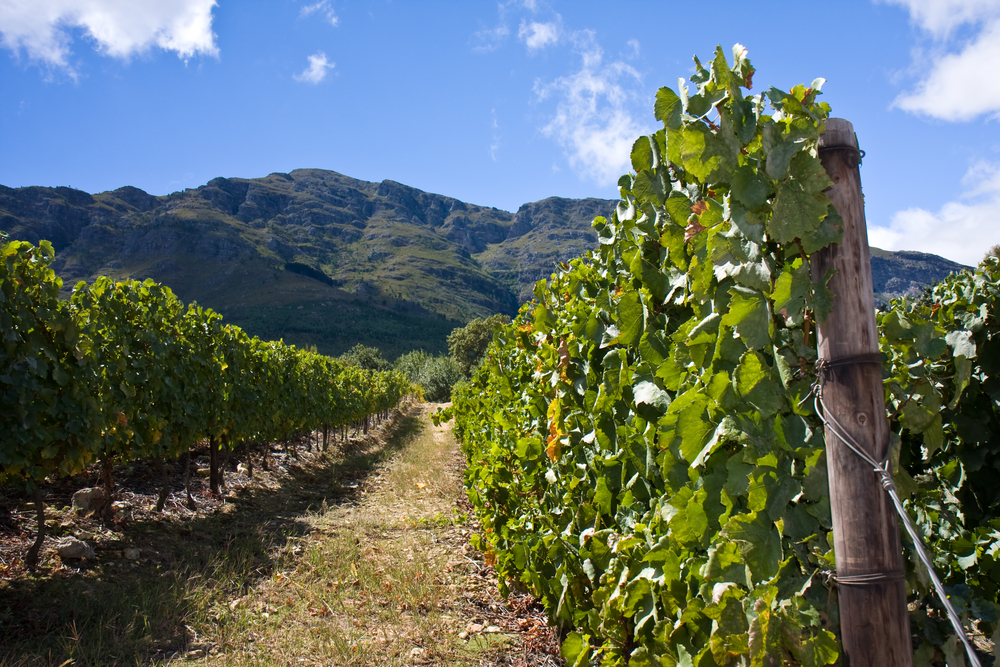 Sip, Savour, and Explore - A Guide to the Cape Winelands