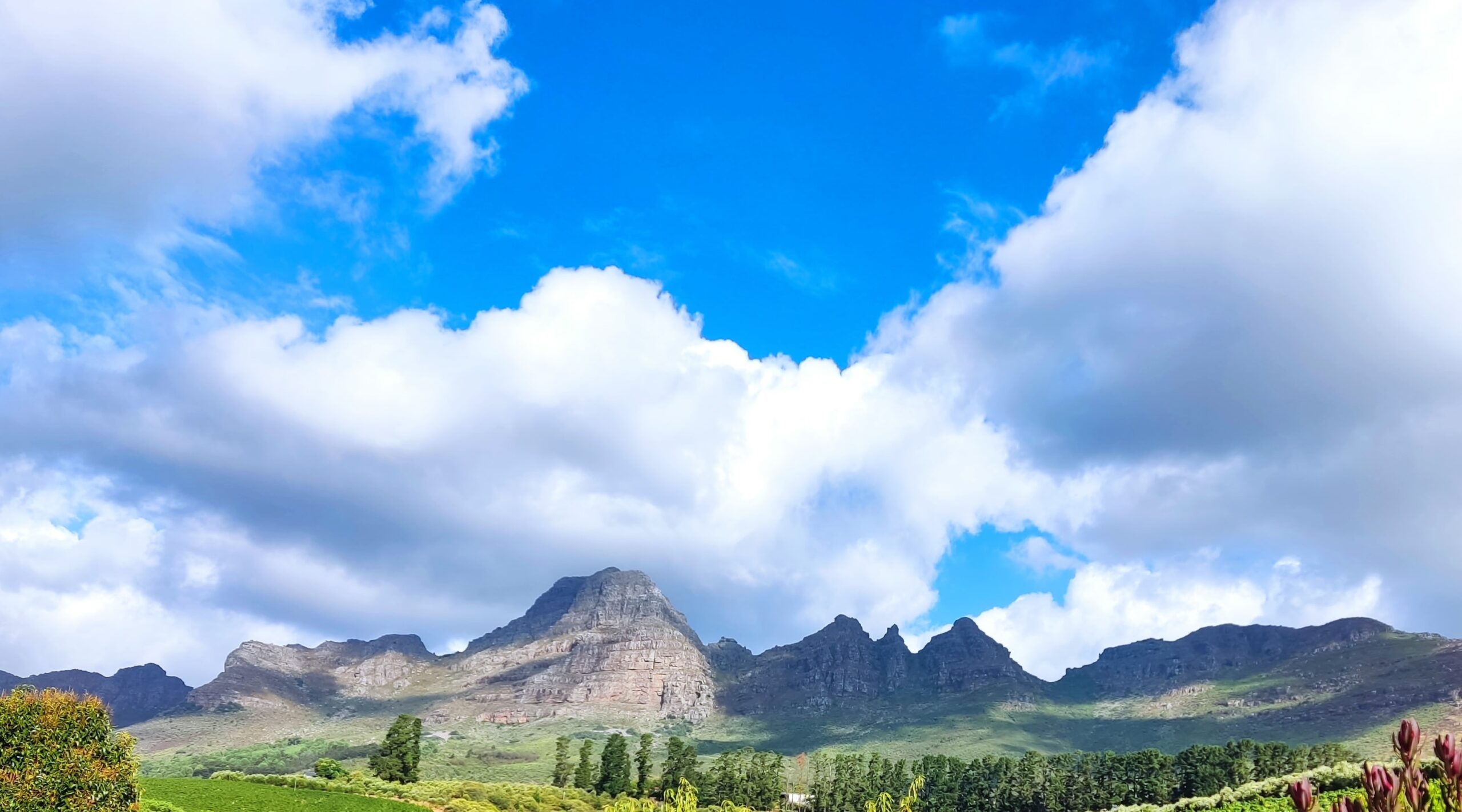 Sip, Savour, and Explore - A Guide to the Cape Winelands