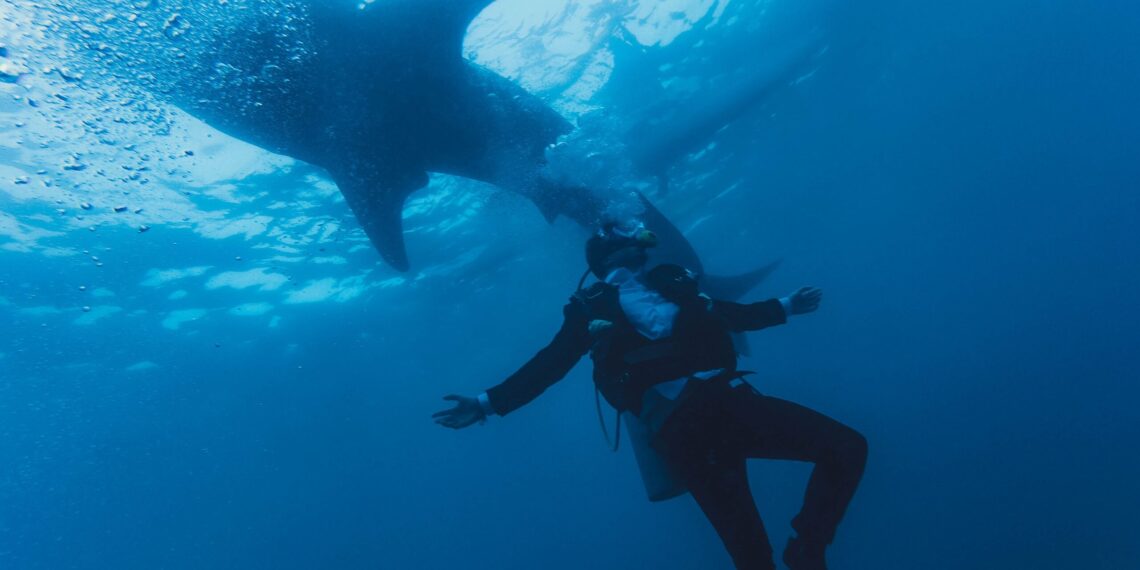 Shark Cage Diving Adventures in Cape Town - Cape Tourism