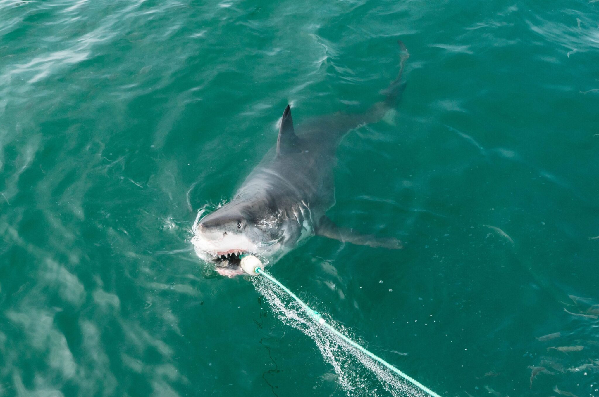 Gansbaai - Alluring Beauty and Adventures - Cape Tourism