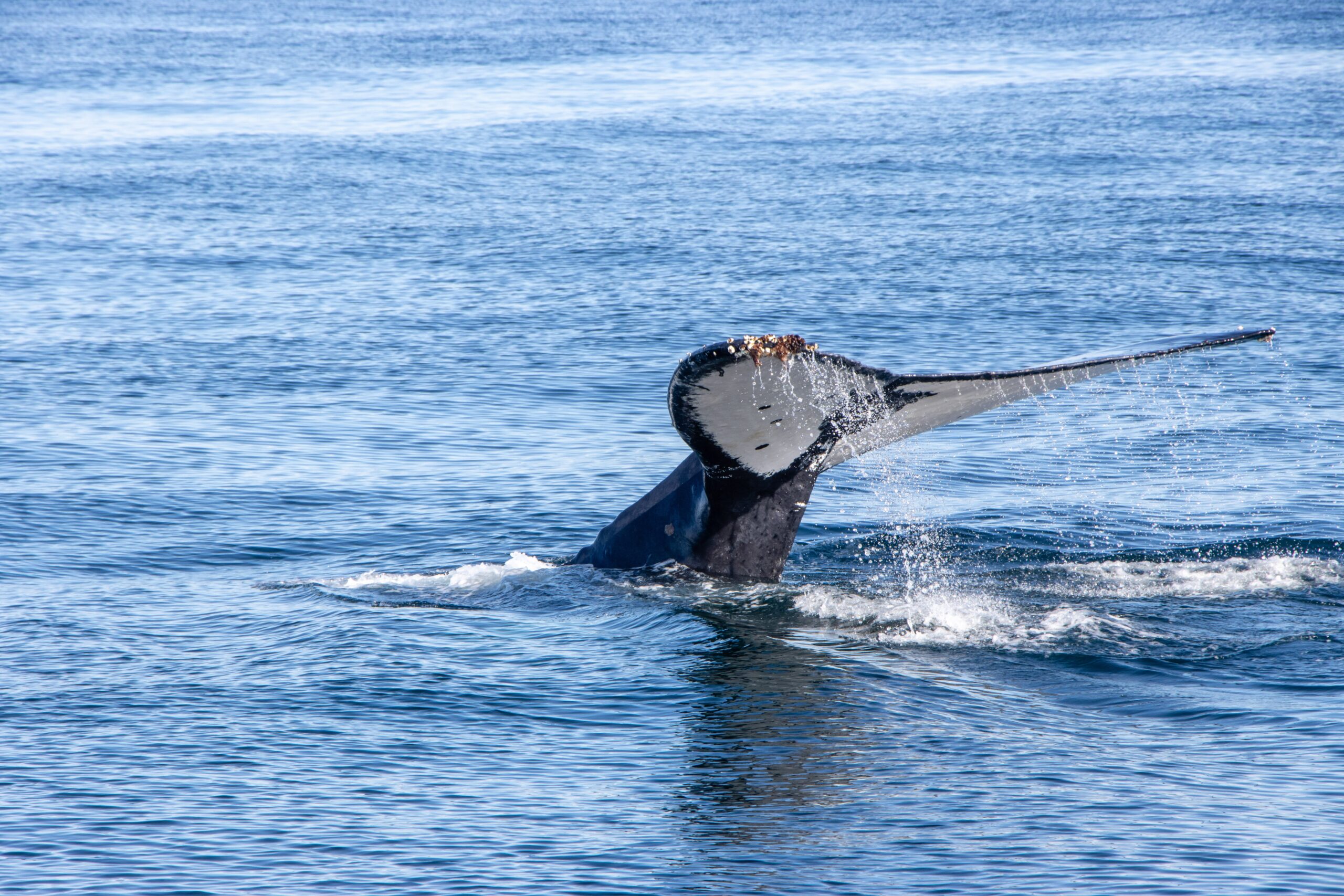 Gansbaai - Alluring Beauty and Adventures - Cape Tourism