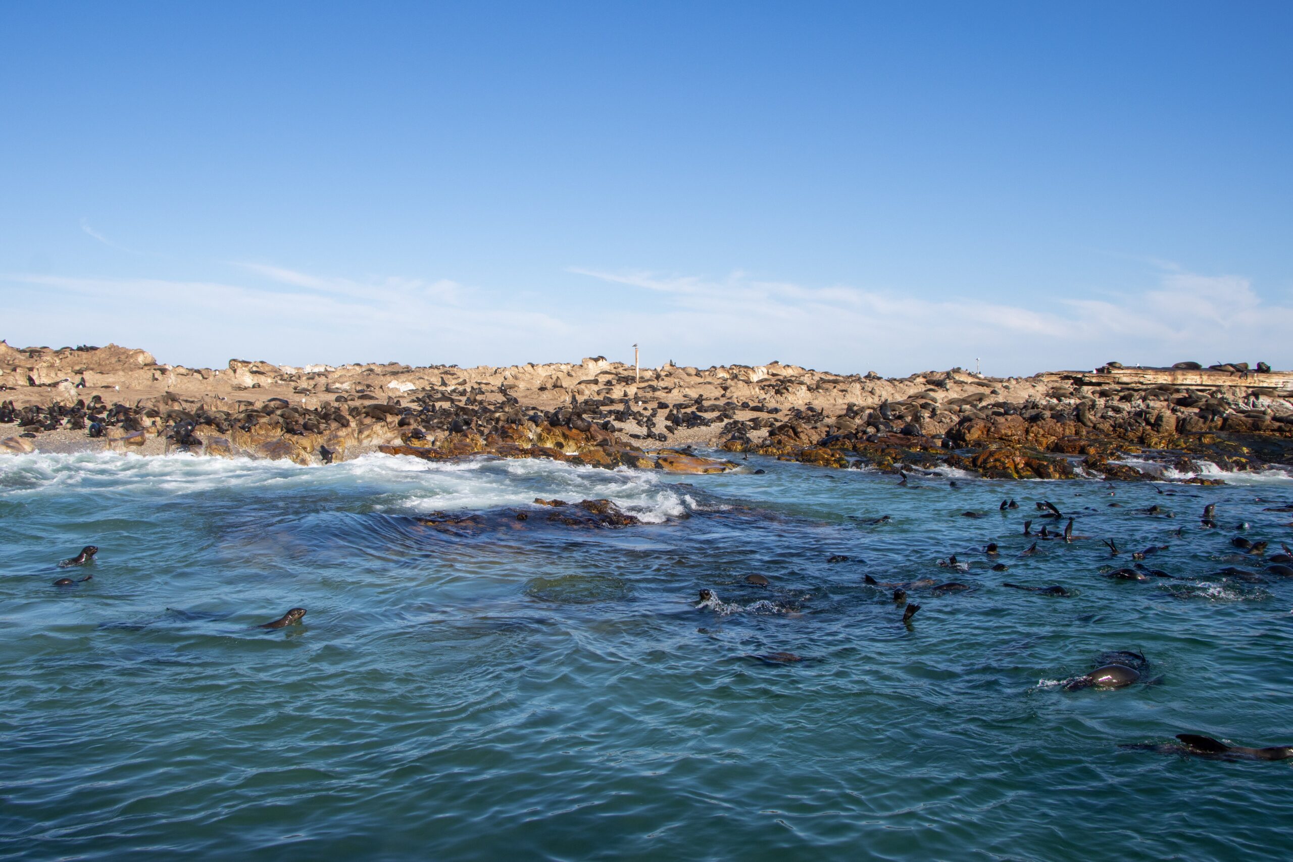Gansbaai - Alluring Beauty and Adventures - Cape Tourism