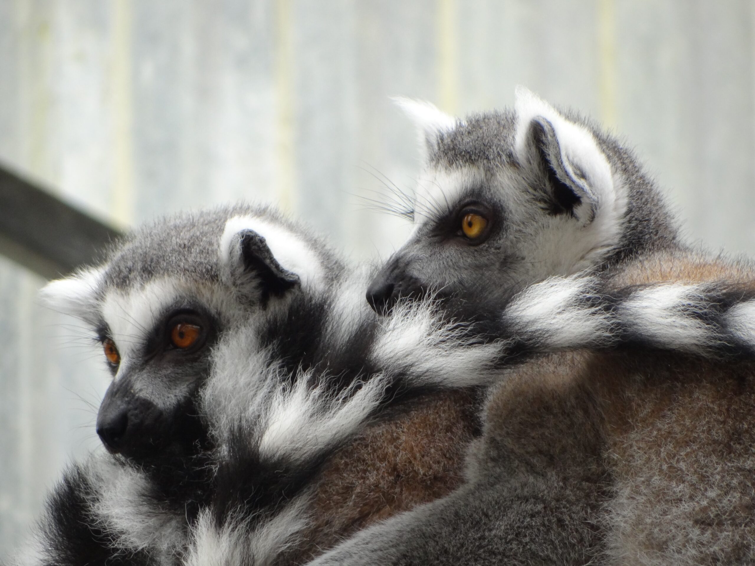 Monkey Town - A Fun-Filled Day for the Whole Family