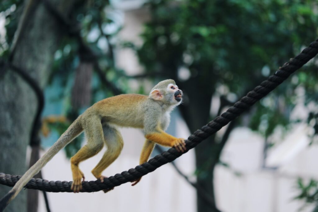 Monkey Town - A Fun-Filled Day for the Whole Family