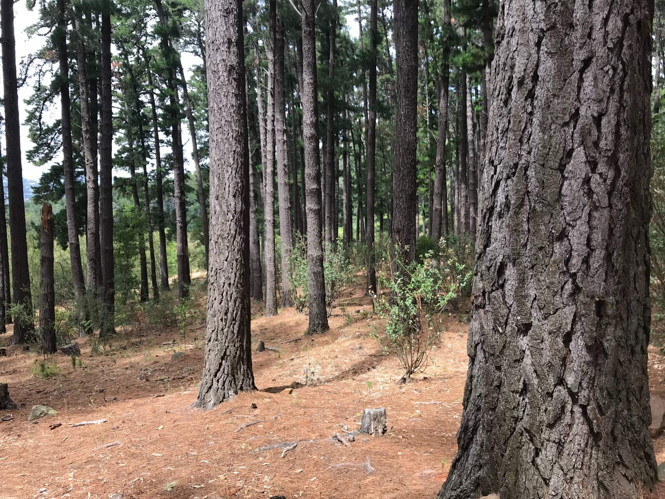 Newlands Forest Picnic Area - From Waterfalls to Secret Trails