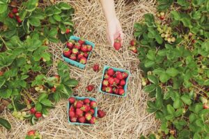 Redberry Farm - A Strawberry Picking Adventure