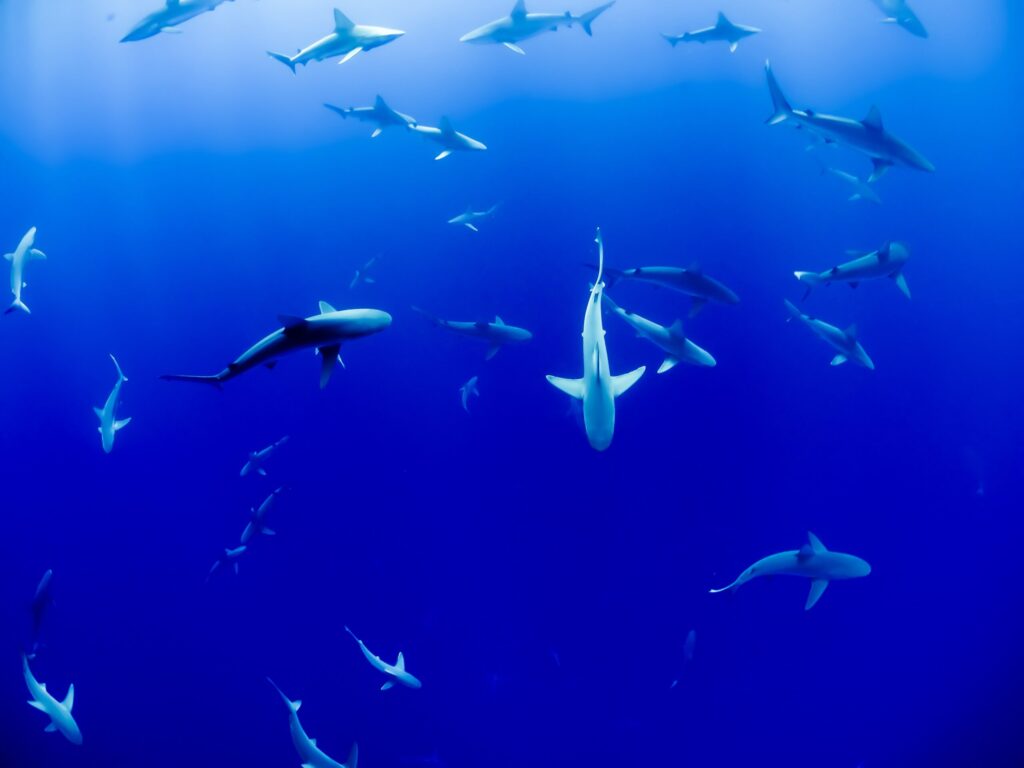 Experience the Thrill of Shark Cage Diving in Cape Town - Cape Tourism