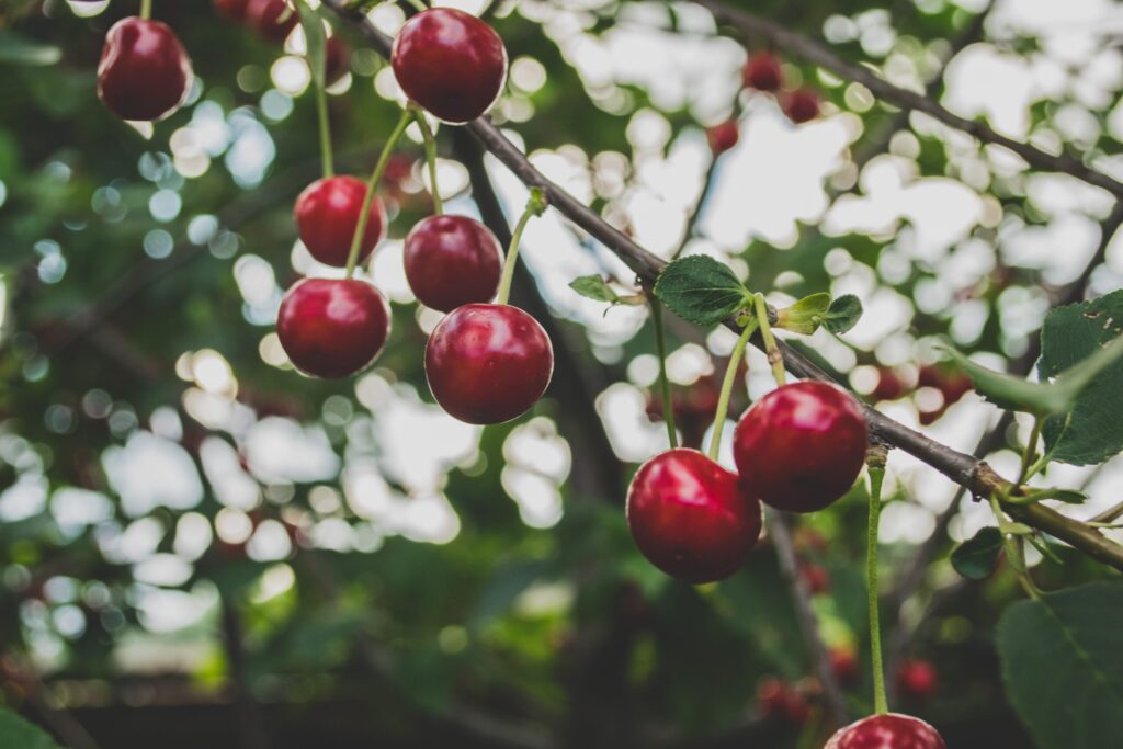 Ceres - The Land of Orchards and Adventures - Cape Tourism