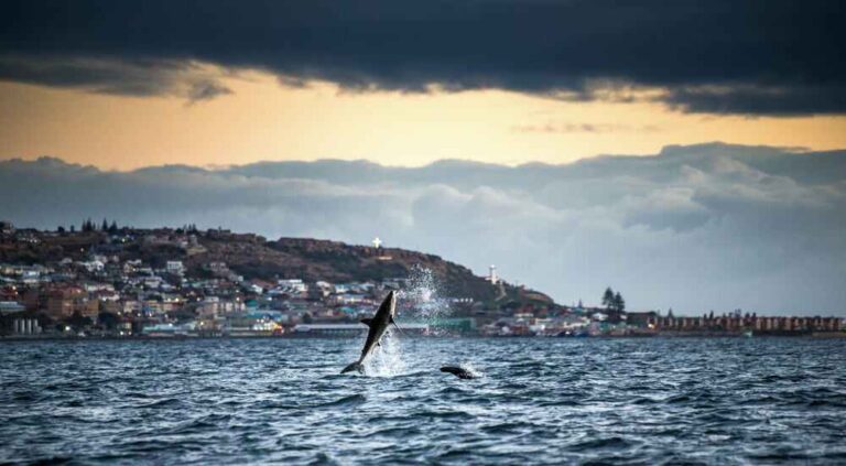 Mossel Bay - Aquatic Adventures and Shoreline Secrets