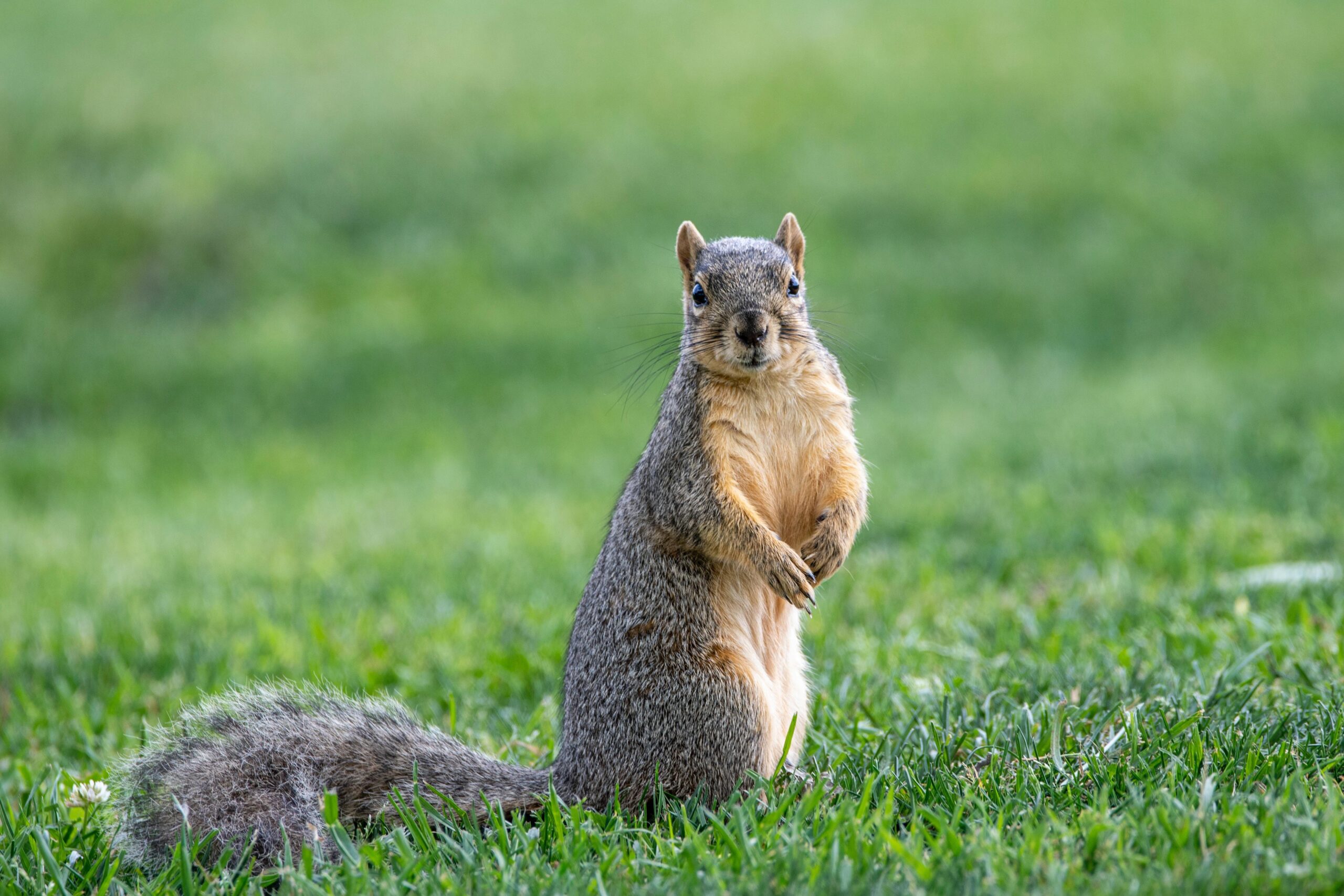 Feeding the Adorable Squirrels at Company's Gardens