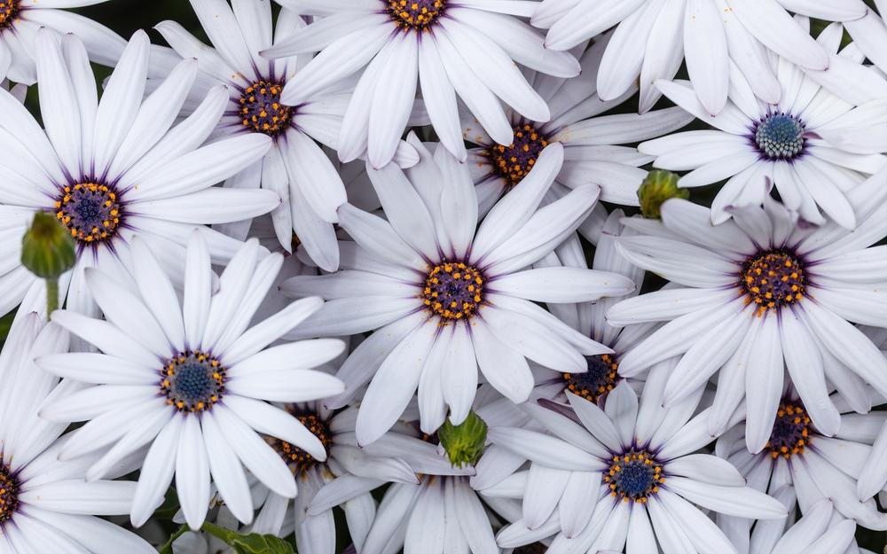 Flowers in Cape Town - Information Guide