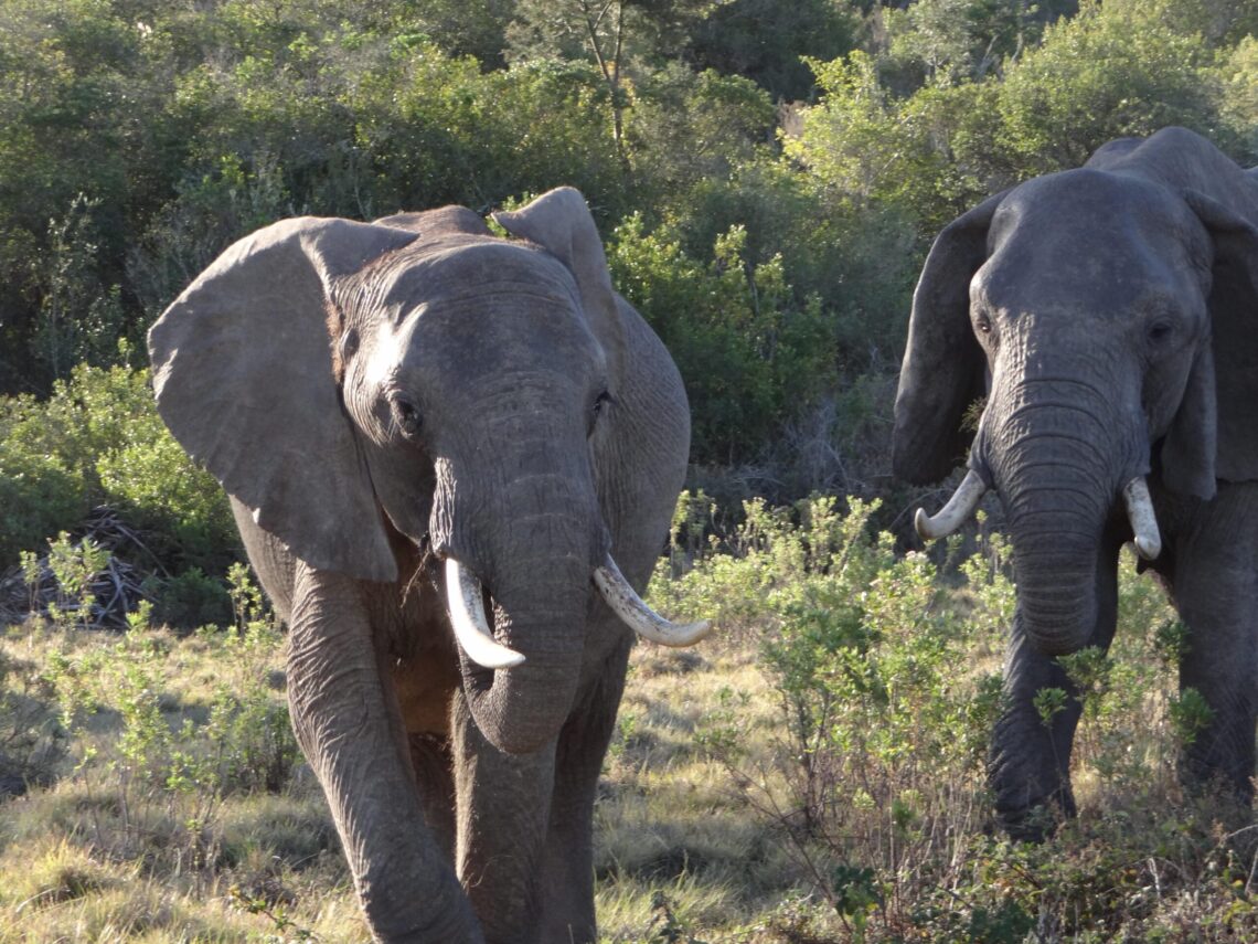 Top 10 Things to Do in Plettenberg Bay - Cape Tourism