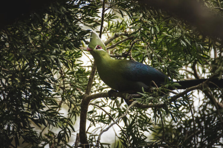 Visiting Knysna Forest - An Untouched Wilderness - Cape Tourism