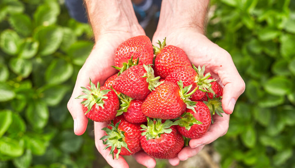 The Top Strawberry Farm Cape Town Is Hiding (2026)