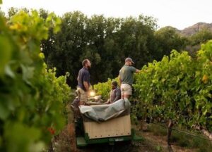 Waterford Estate - Crafting the Finest Quality Wines - Cape Tourism