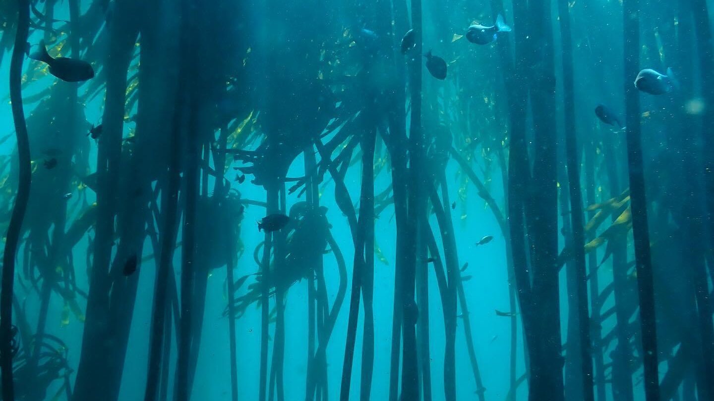 Top 10 Places to Go Snorkelling in Cape Town - Cape Tourism