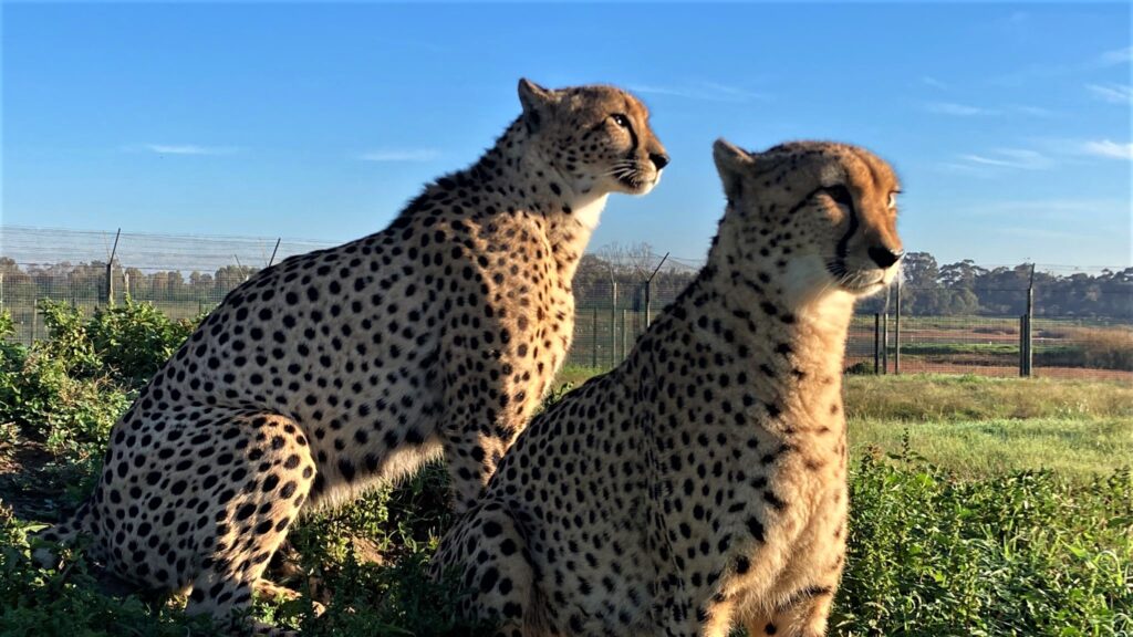 The Best Animal Parks in Cape Town and Surrounds