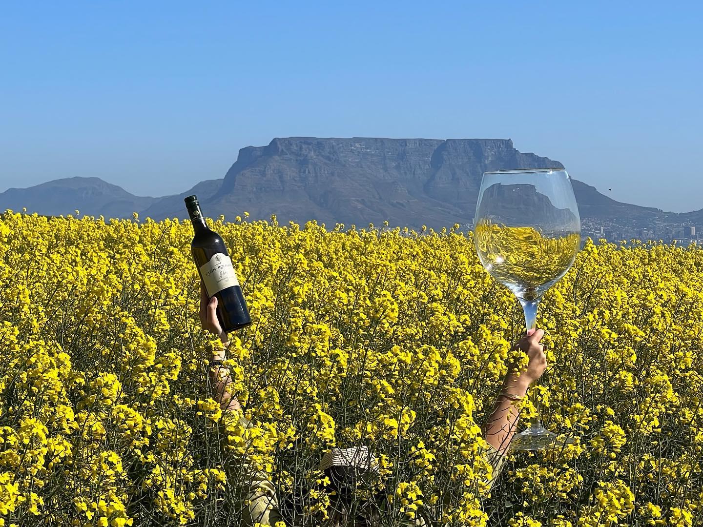 Top 10 Child-Friendly Wine Farms in the Western Cape - Cape Tourism