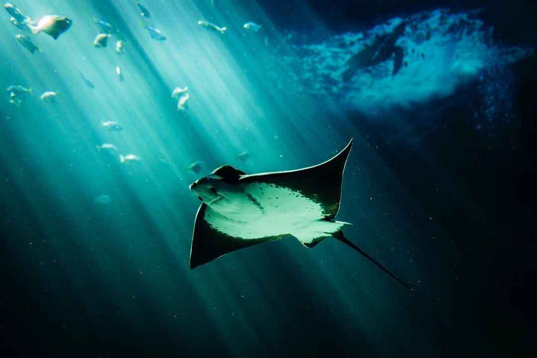 Two Oceans Aquarium Cape Town - Cape Tourism