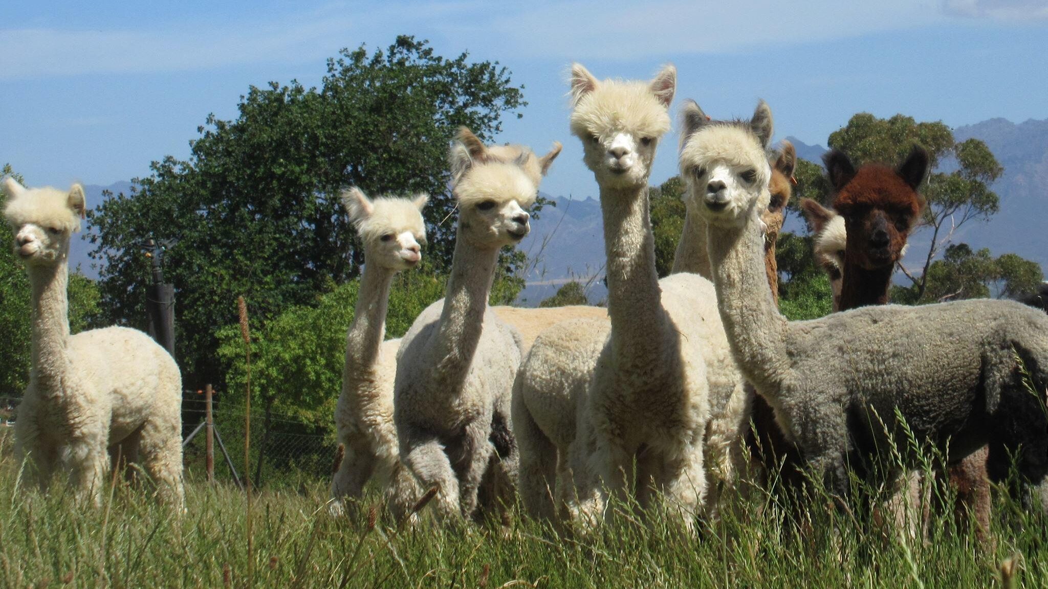 The Best Animal Parks and Zoos in and Around Cape Town - Cape Tourism