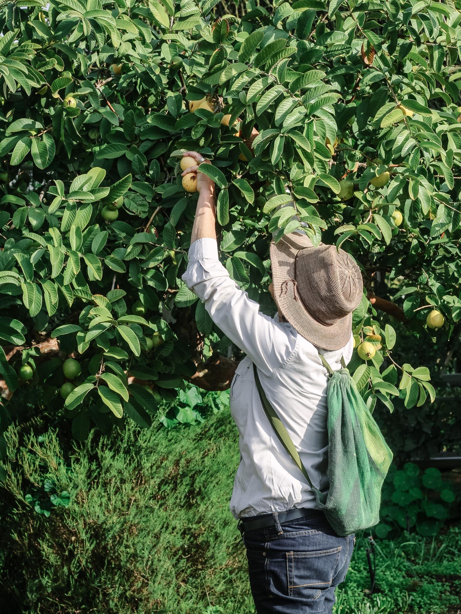 Babylonstoren - A Luxury Farm Retreat - Cape Tourism