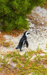 A Travel Guide to Simon's Town
