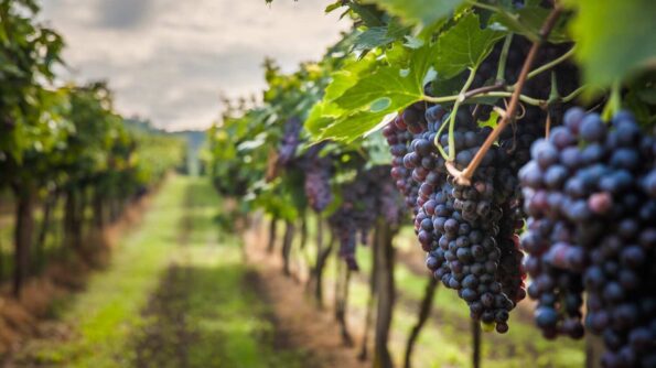 A Complete Travel Guide to De Doorns - Cape Tourism