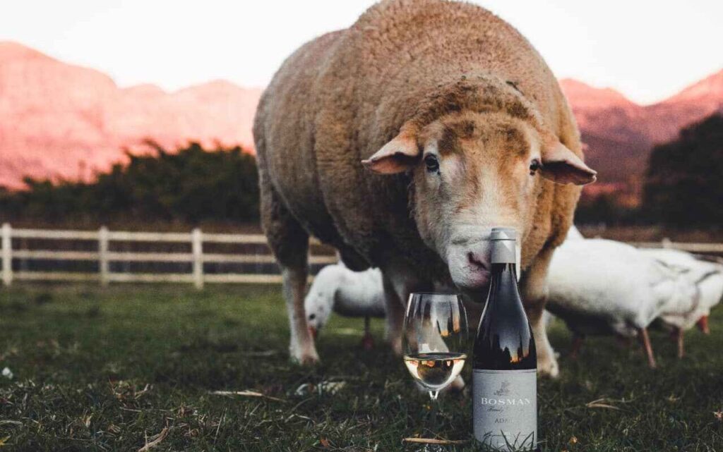 Wine of the Week - Bosman Adama White 2023 - Cape Tourism