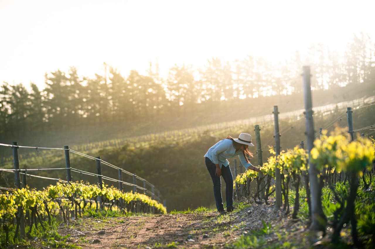 Wine of the Week - Bosman Adama White 2023 - Cape Tourism