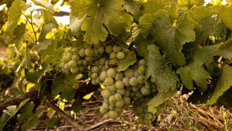 Wine of the Week - Bosman Adama White 2023 - Cape Tourism