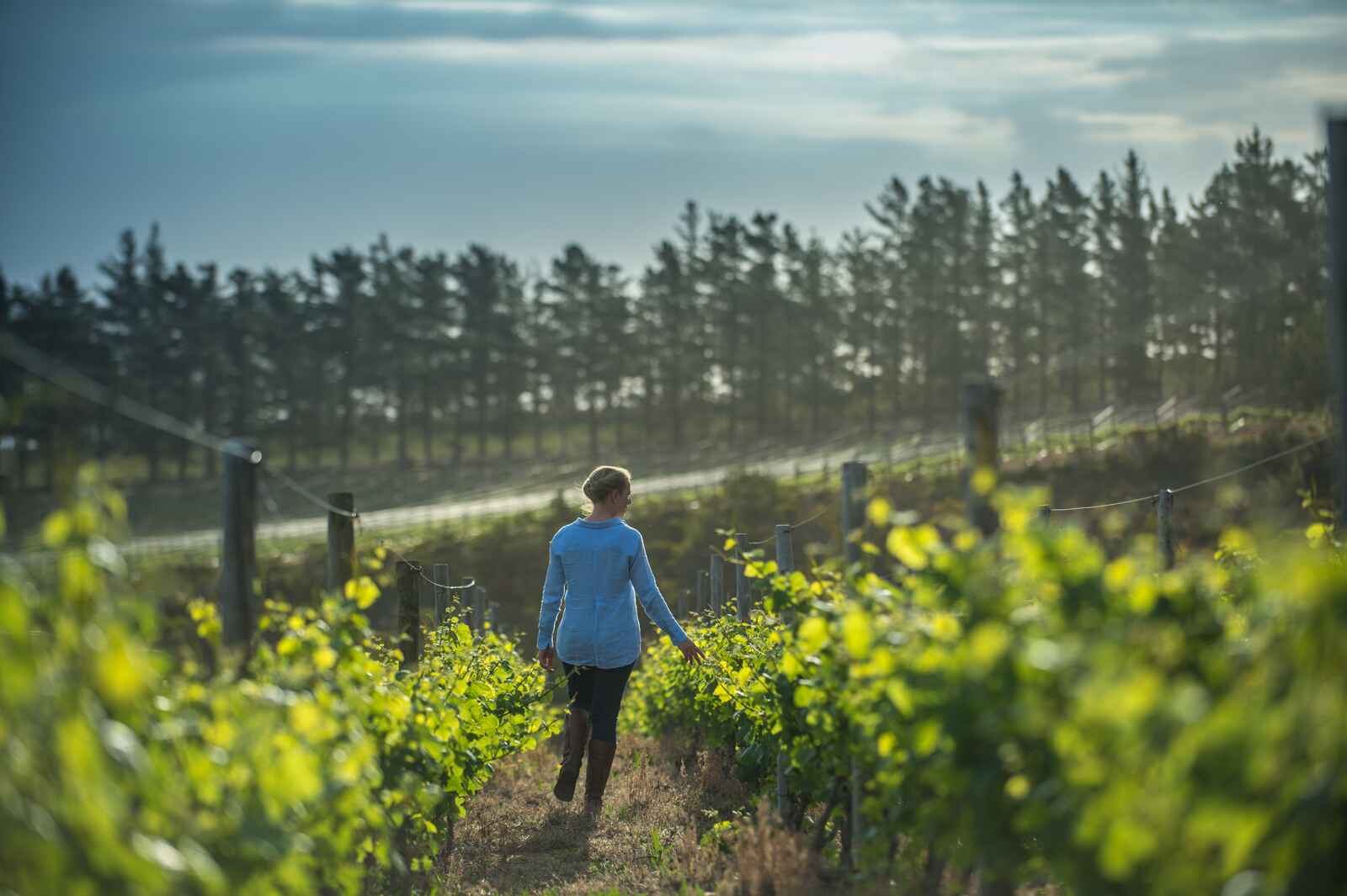 Wine of the Week - Bosman Adama White 2023 - Cape Tourism