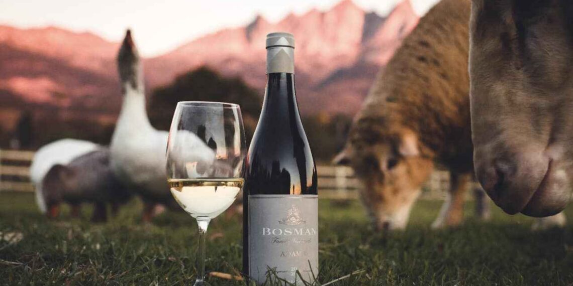 Wine of the Week - Bosman Adama White 2023 - Cape Tourism