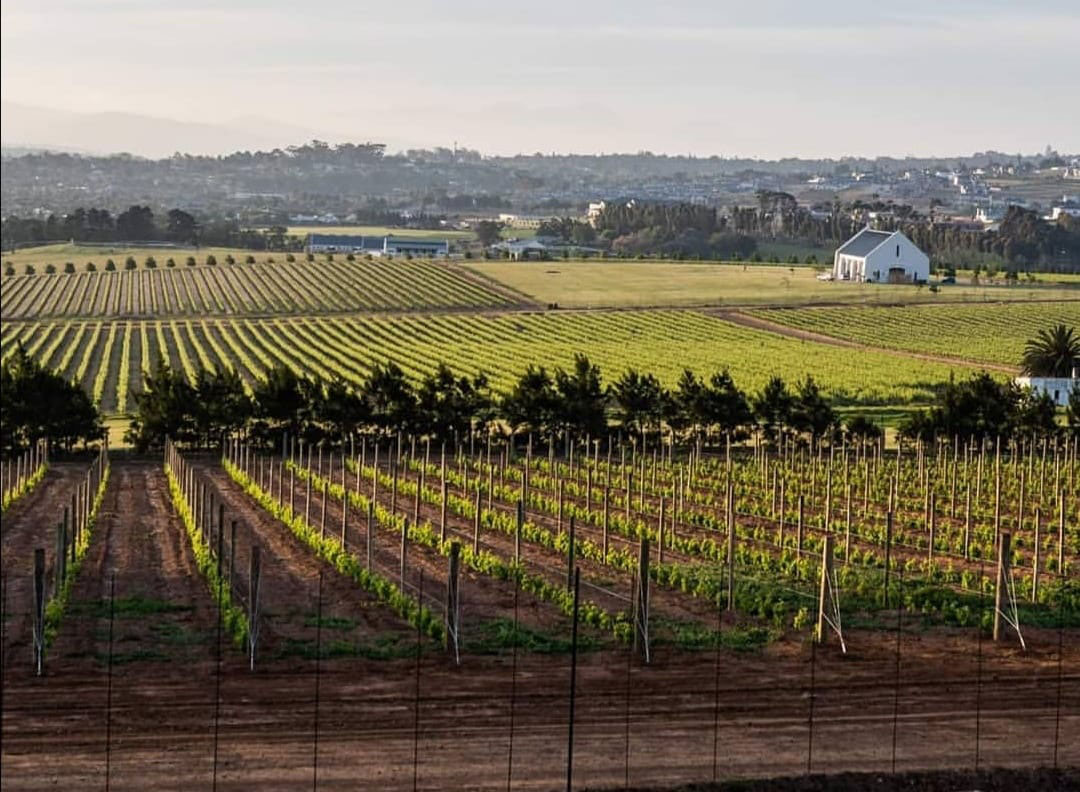 The Best Durbanville Wine Farms This Summer (2024/2025) - Cape Tourism