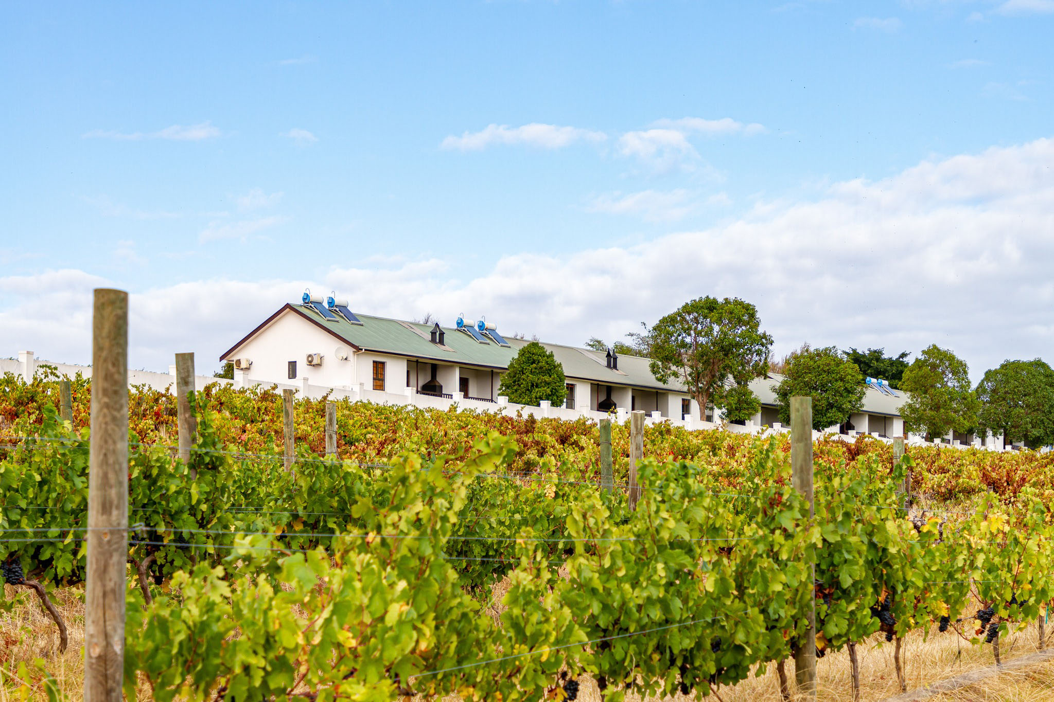 The Best Durbanville Wine Farms This Summer (2024/2025) - Cape Tourism