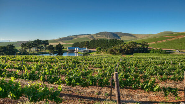The Best Durbanville Wine Farms This Summer (2024/2025) - Cape Tourism