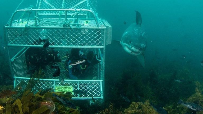 Experience the Thrill of Shark Cage Diving in Cape Town - Cape Tourism