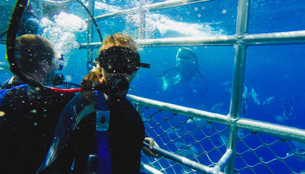 Experience the Thrill of Shark Cage Diving in Cape Town - Cape Tourism