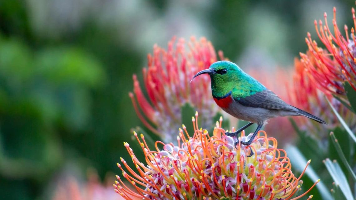 Cape Town Bird Watching - Best Spots and Tips (2025) - Cape Tourism