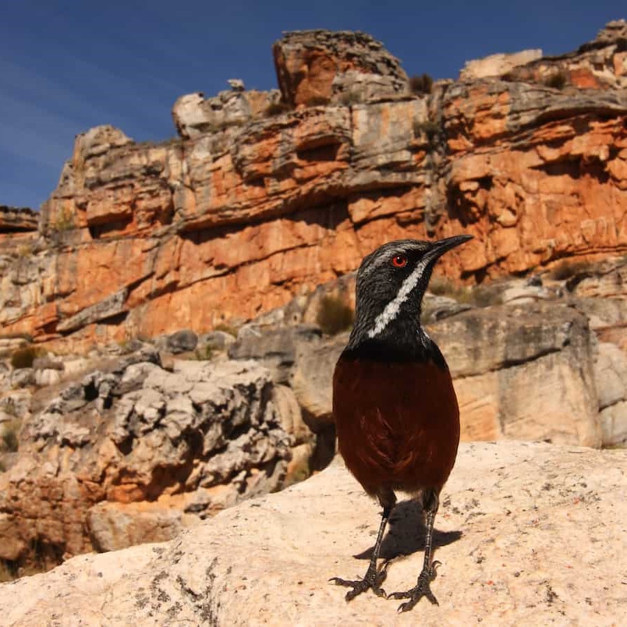 Cape Town Bird Watching - Best Spots and Tips (2025) - Cape Tourism