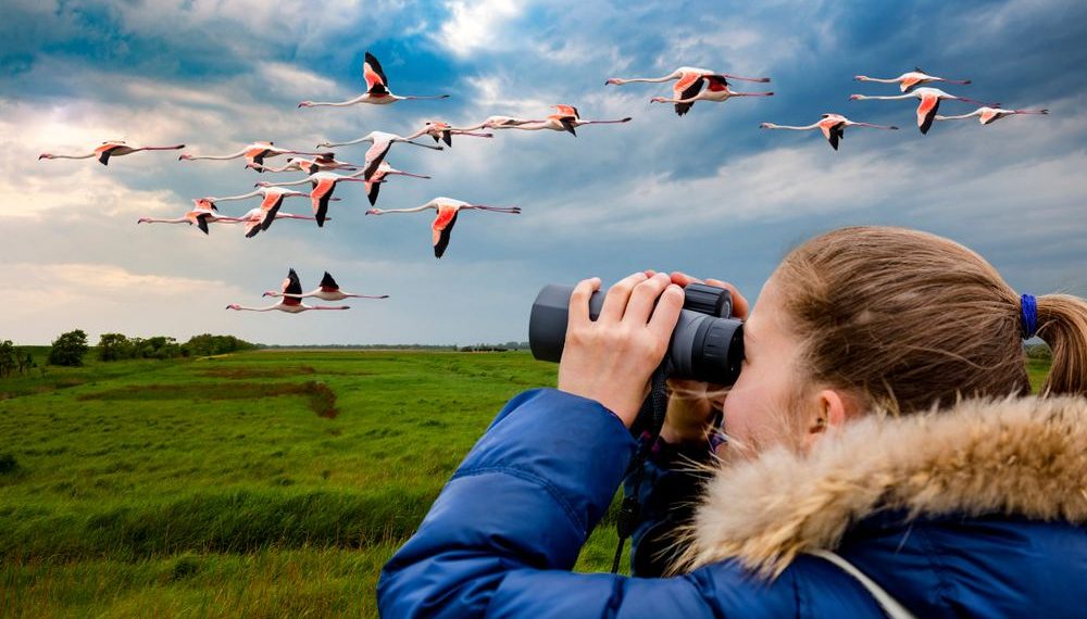 Cape Town Bird Watching - Best Spots and Tips (2025) - Cape Tourism