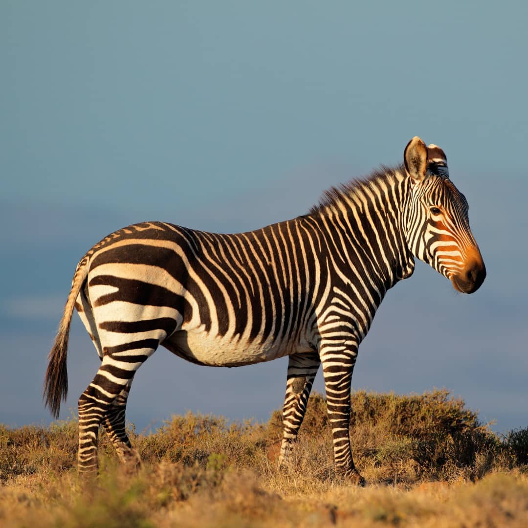 Top Wildlife Reserves in Cape Town You Need to Visit (2025) - Cape Tourism