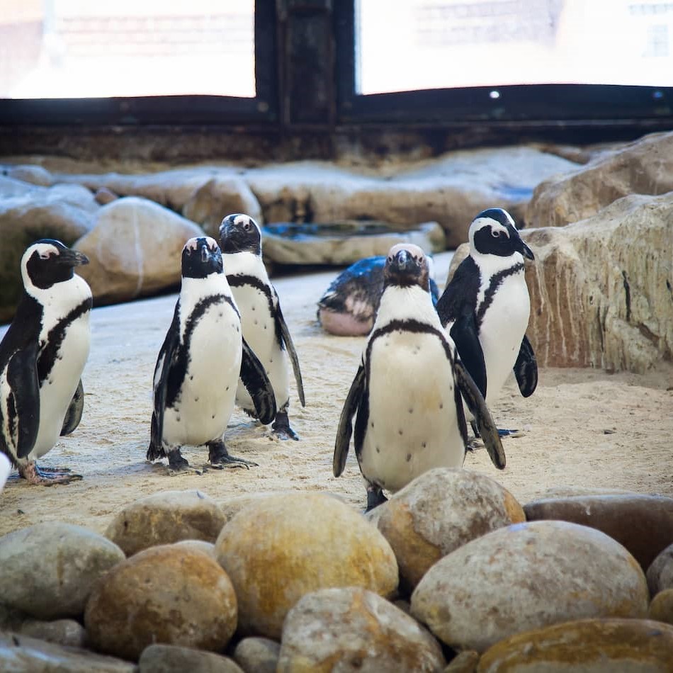 Explore Cape Town’s Marine Life with These Top Tours (2025) - Cape Tourism