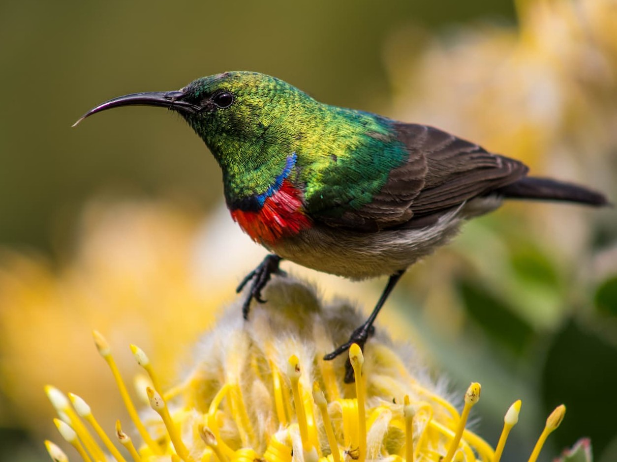 Top Wildlife Reserves in Cape Town You Need to Visit (2025) - Cape Tourism