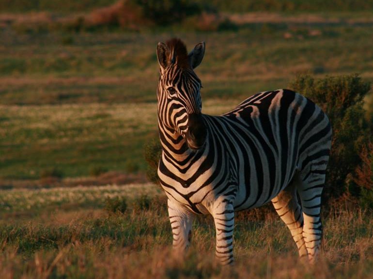 Top Wildlife Reserves in Cape Town You Need to Visit (2025) - Cape Tourism