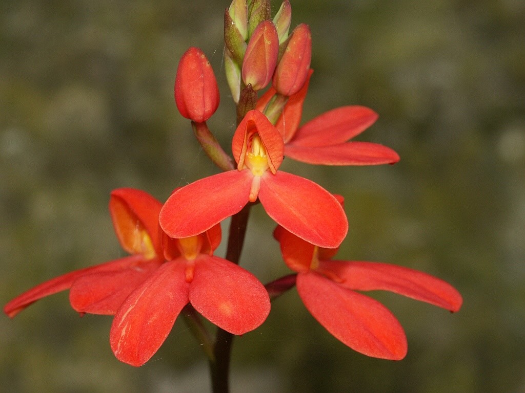 Flowers in Cape Town - Information Guide