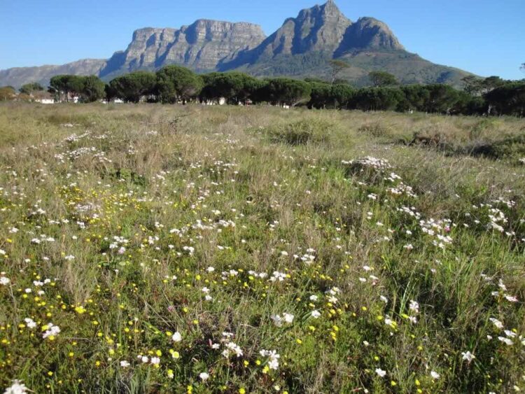 Your Ultimate Guide to Wildflower Season in Cape Town - Cape Tourism