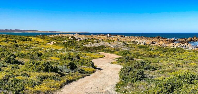 Your Ultimate Guide to Wildflower Season in Cape Town - Cape Tourism
